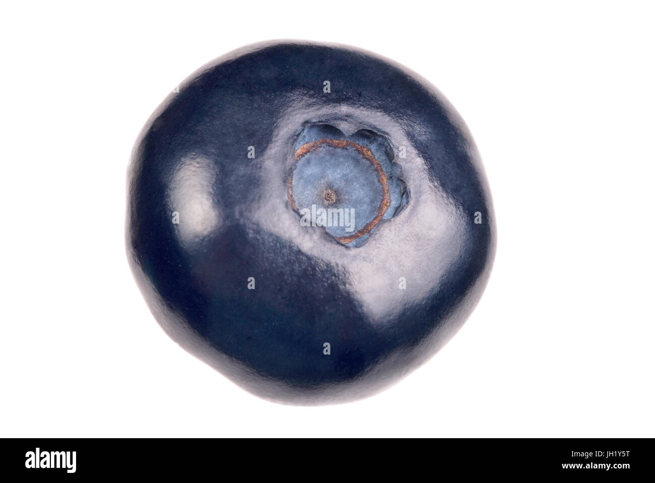 Single blueberry on white background. Studio shoot Stock Photo - Alamy