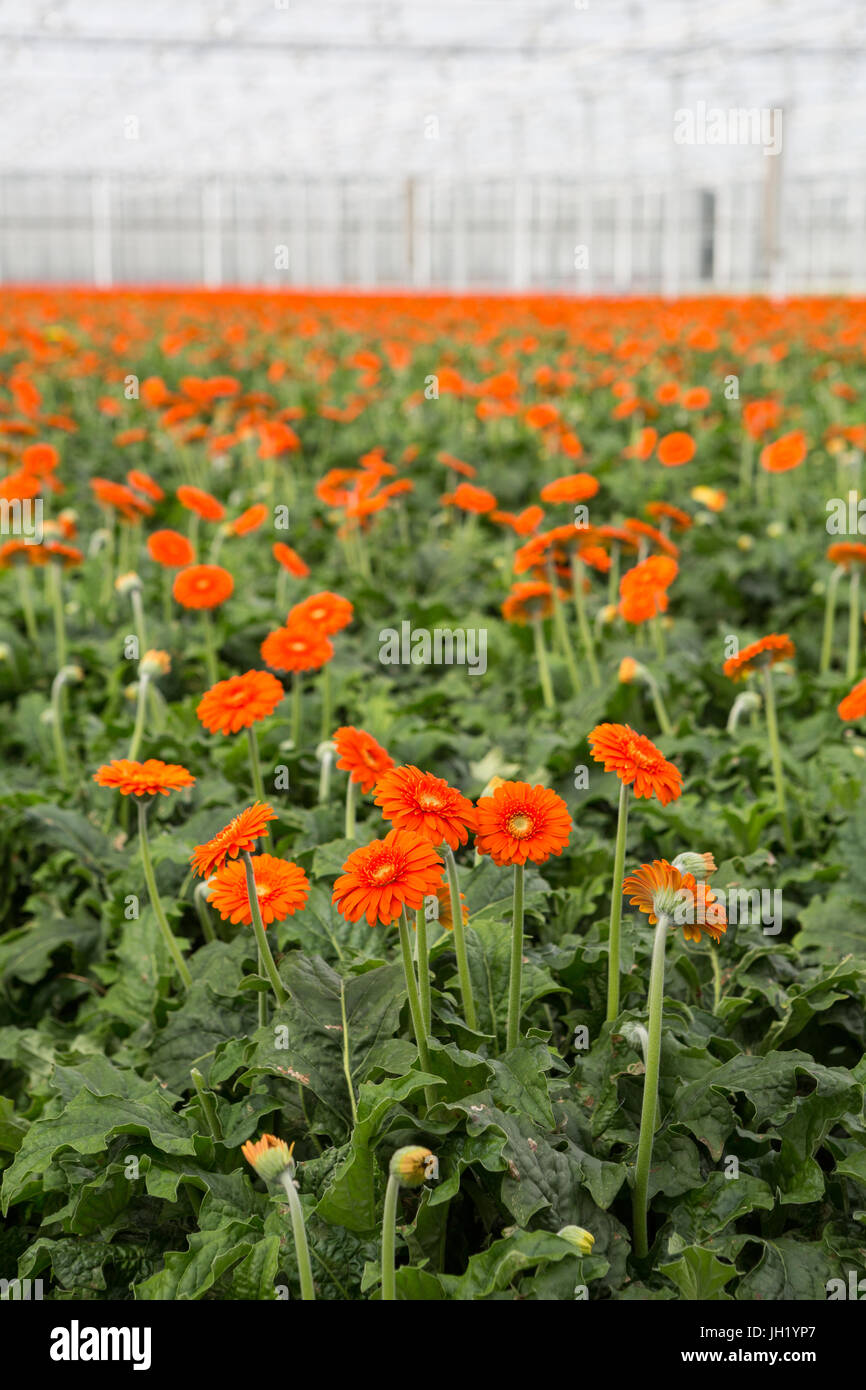 MOERKAPELLE, THE NETHERLANDS, JUNE 5, 2017: Colourful rows of Transvaal ...