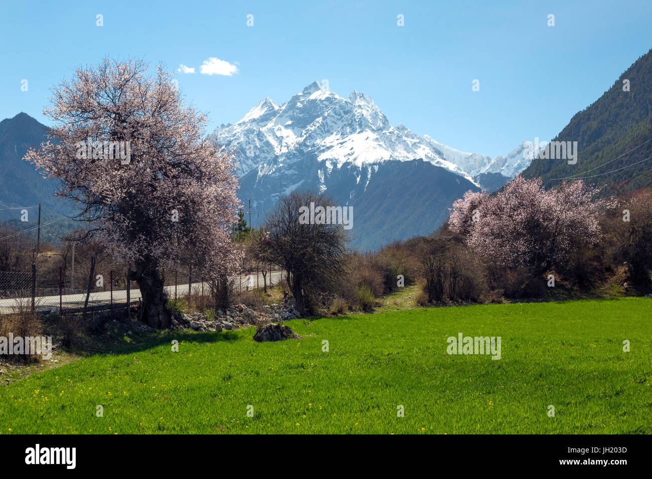 Peach blossom tibet hi-res stock photography and images - Alamy