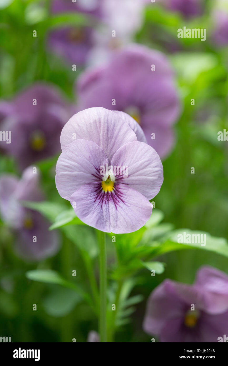 Pansy Flower High Resolution Stock Photography and Images - Alamy