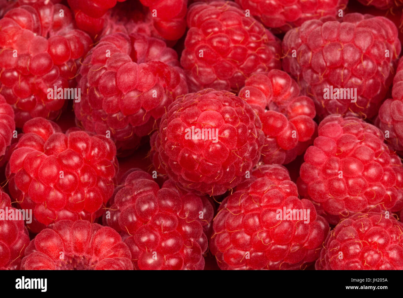 Group of raspberries on red background. Studio shoot Stock Photo - Alamy