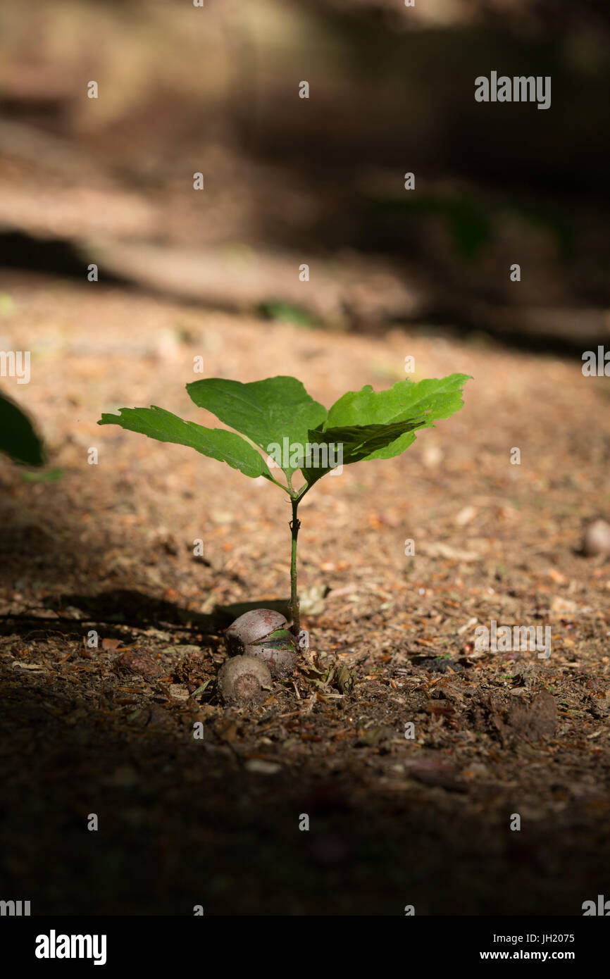 Start of a young forest: a Common Oak tree seedling from an acorn on the forest floor lit by the ...