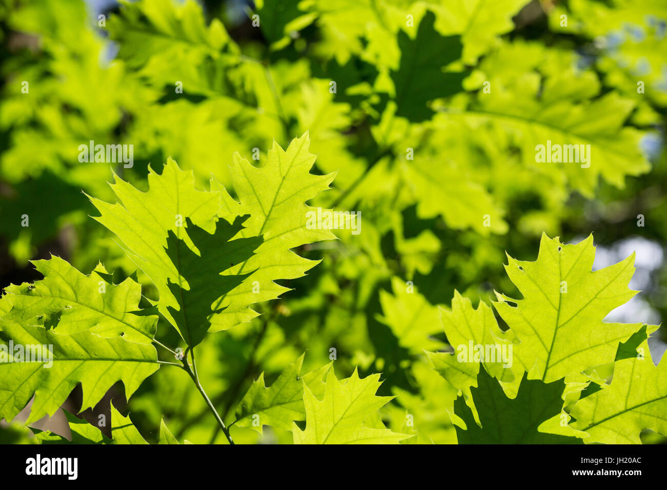 Oak leaves pattern hi-res stock photography and images - Alamy