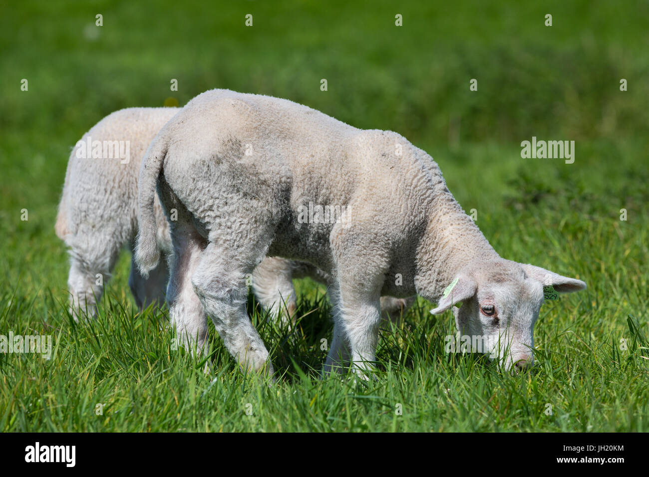 Side view baby lamb in hi-res stock photography and images - Alamy