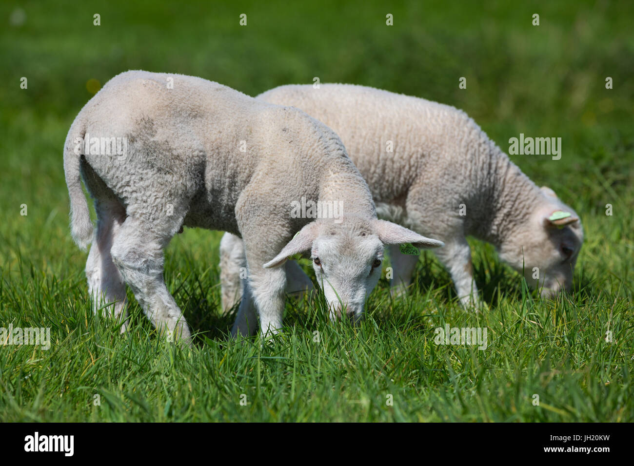 Two cute young lambs grazing in green meadow Stock Photo - Alamy