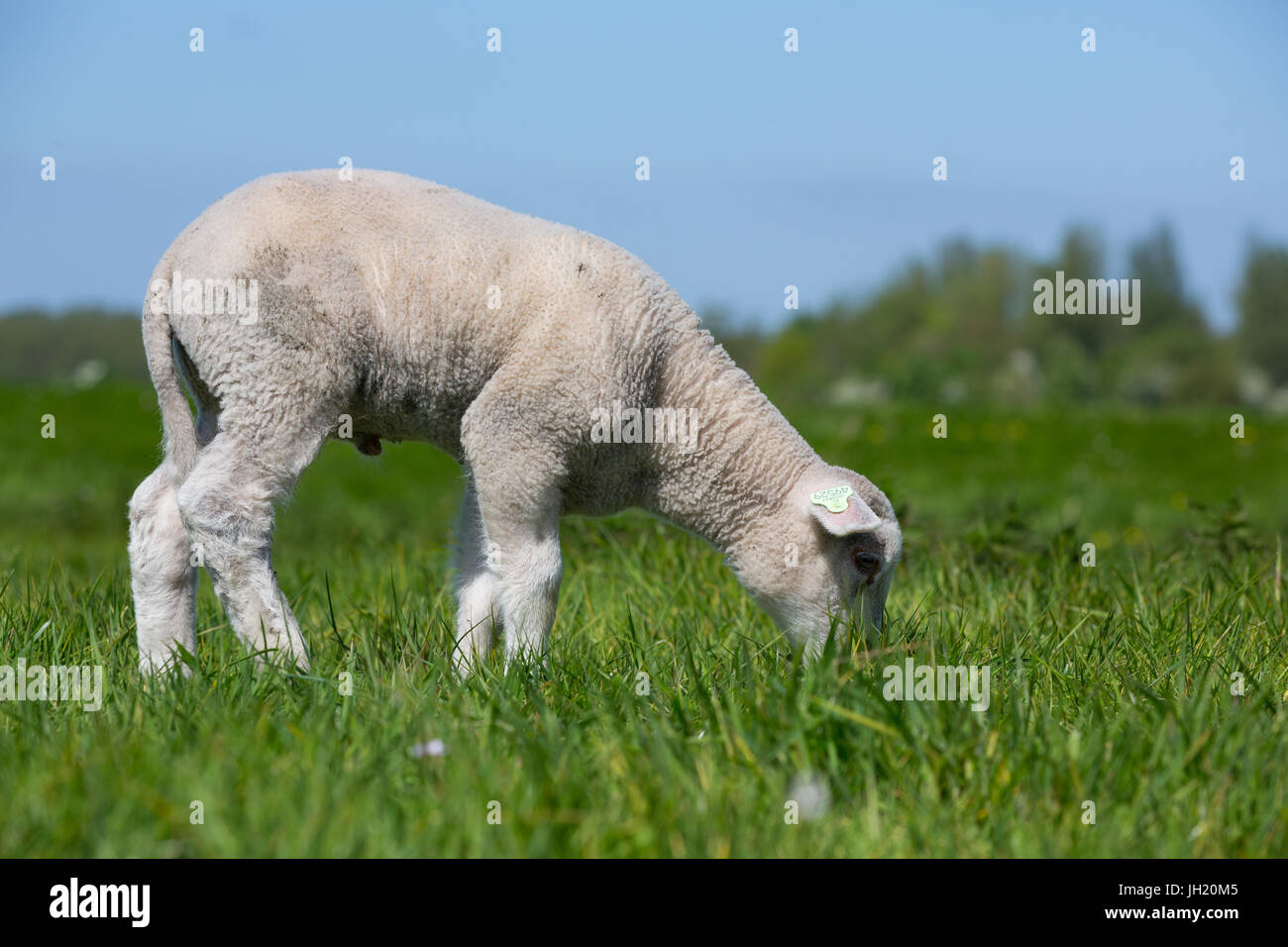 Back side of a lamb hi-res stock photography and images - Alamy