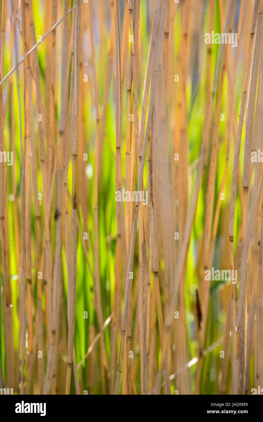 Texture of reed stems hi-res stock photography and images - Alamy