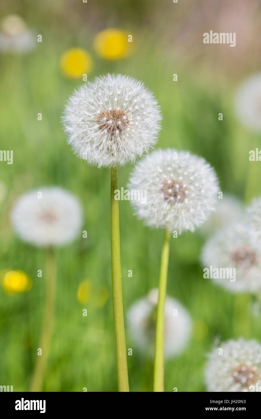 Seeds common dandelion hi-res stock photography and images - Alamy