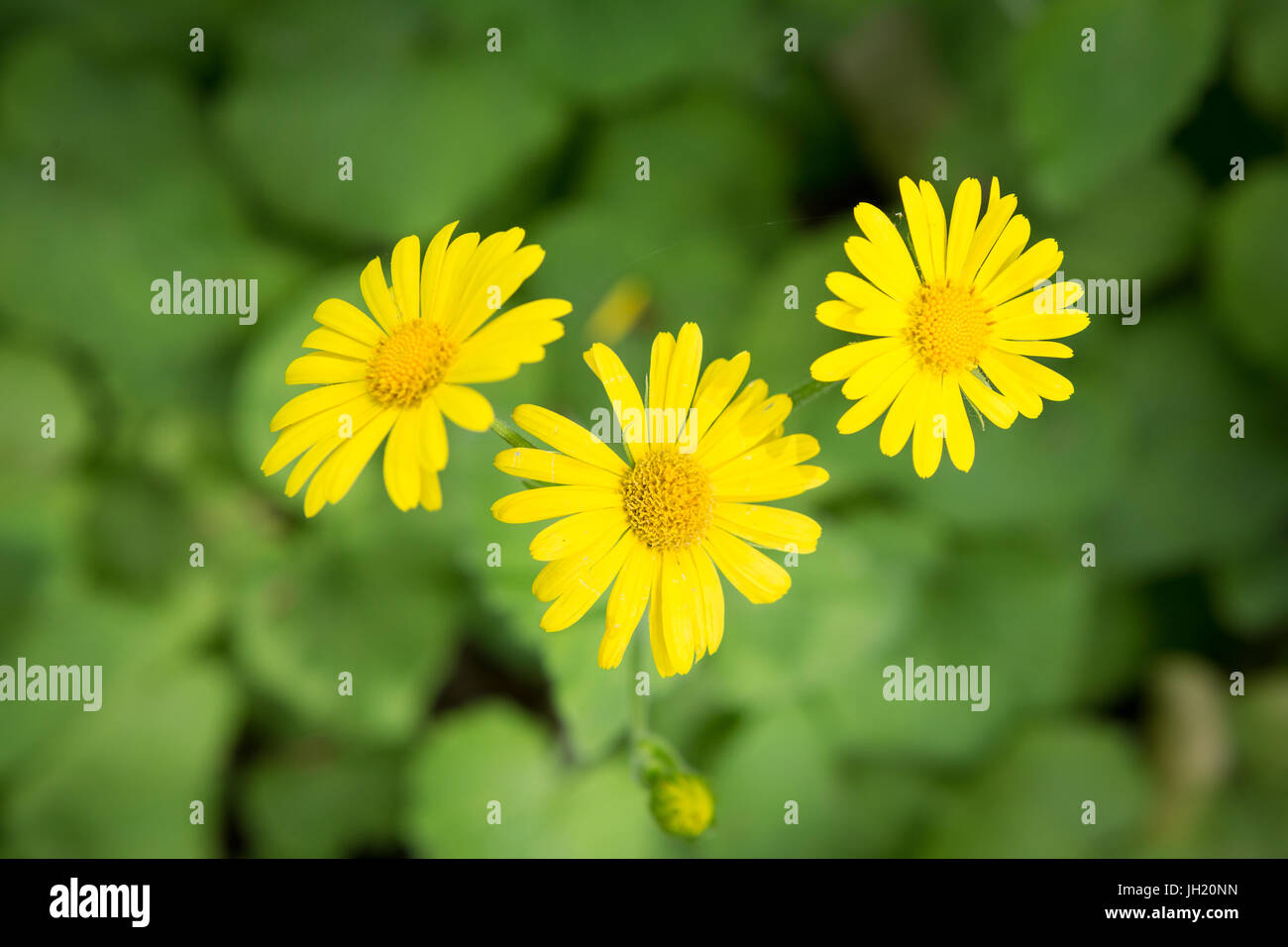 Doronicum orientale leopards bane hi-res stock photography and images ...