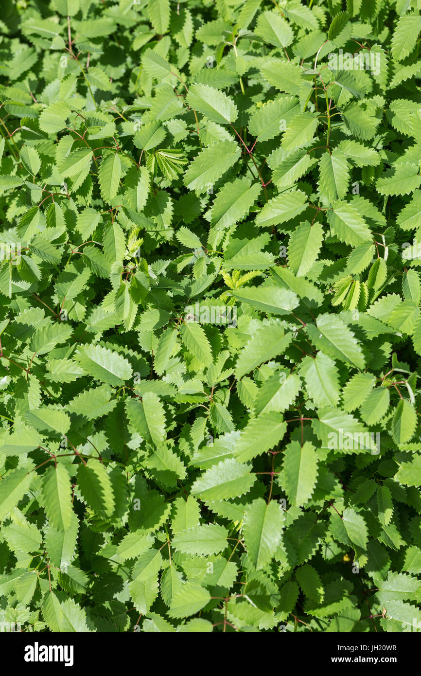 Top view of the leaves of the Great Burnet - Sanguisorba officinalis ...
