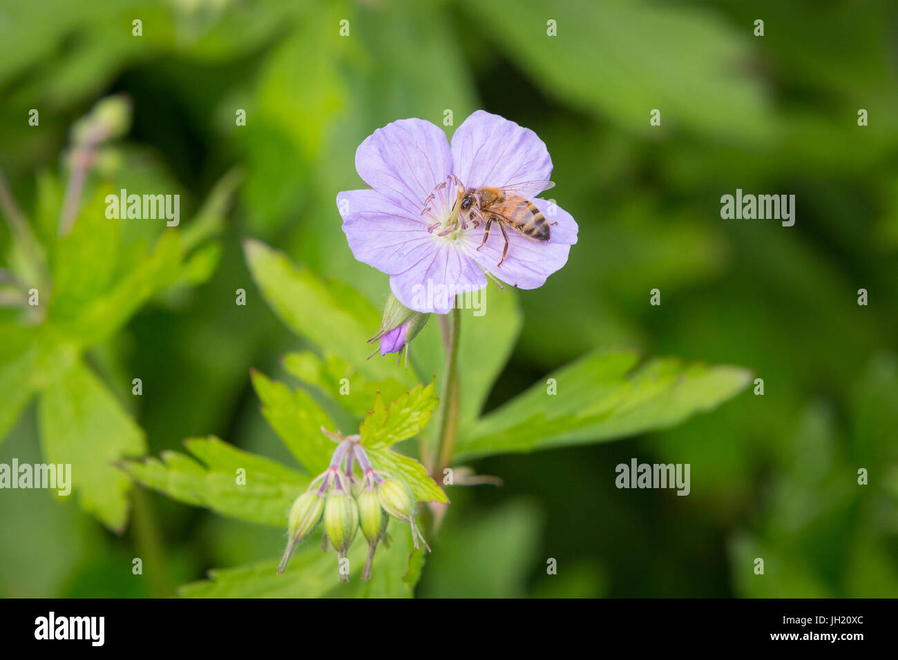 Geranium maculatum flowers hi-res stock photography and images - Alamy