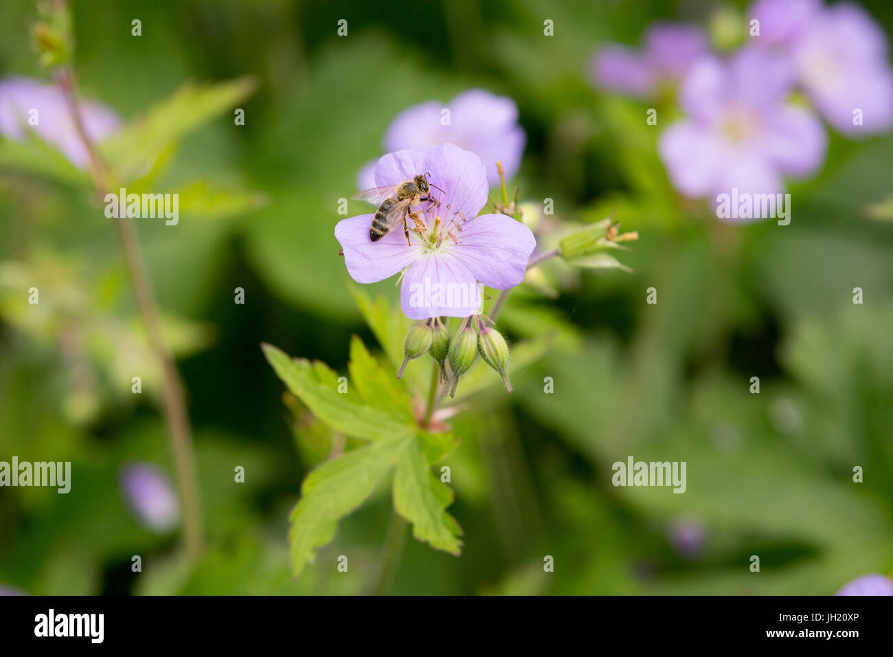 Honey Bee on a flowering Wild geranium, spotted geranium or wood ...