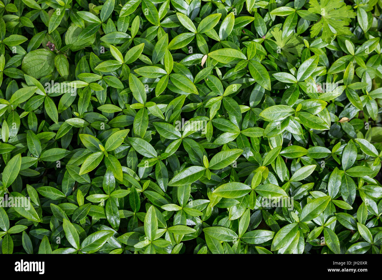 Green leaf patterns hi-res stock photography and images - Alamy
