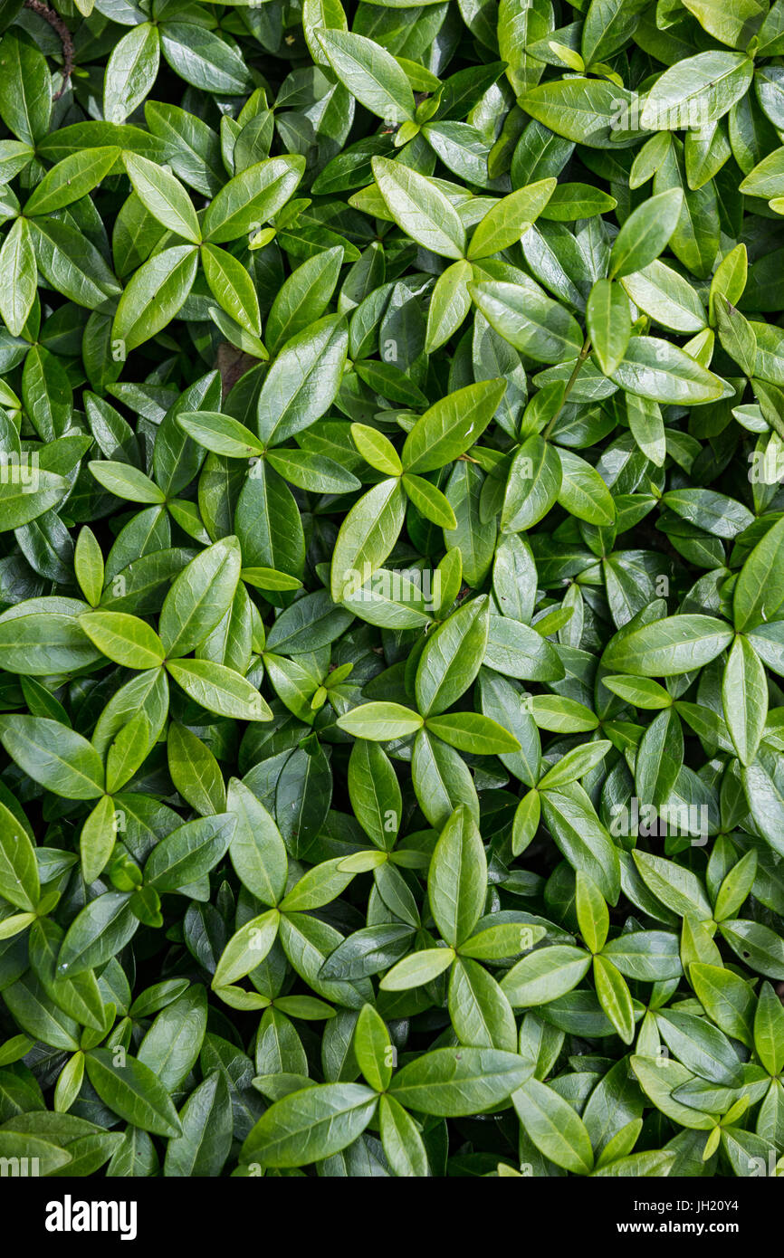 Green leaf patterns Stock Photo - Alamy