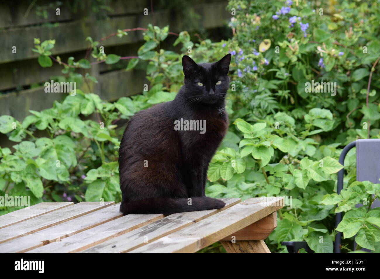 Sitting cat, picnic table Stock Photo - Alamy