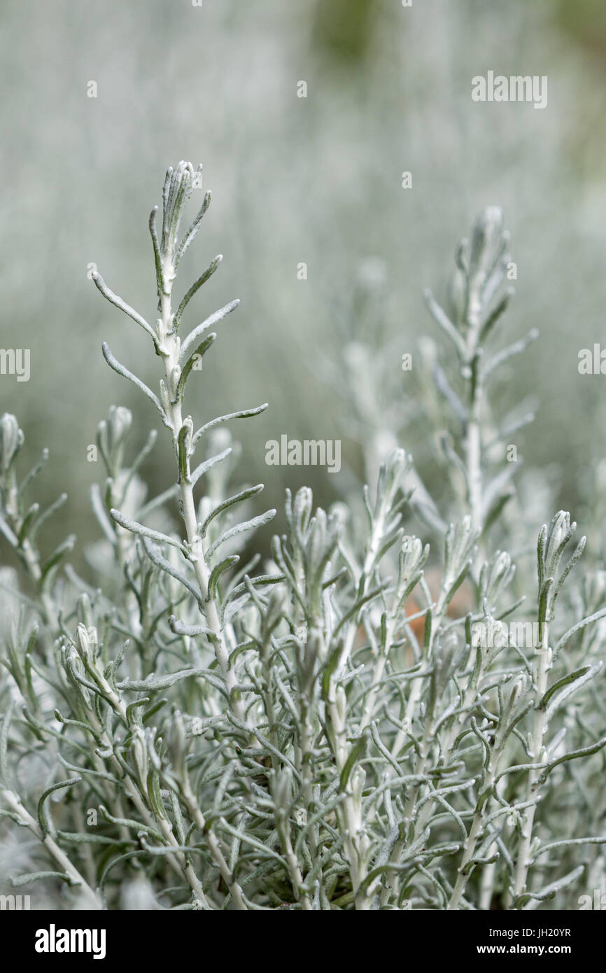 Close up of a Curry plant - Helichrysum italicum Stock Photo - Alamy