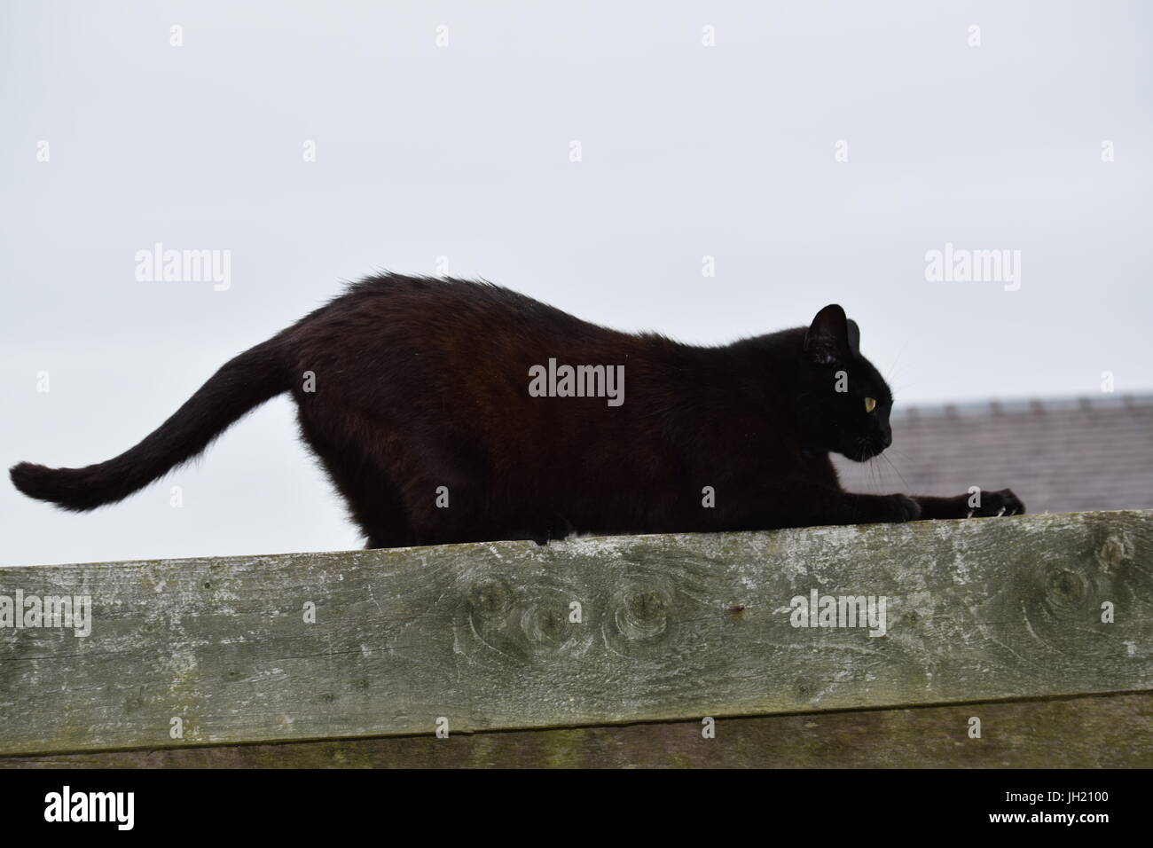 Cat on a rail hi-res stock photography and images - Alamy