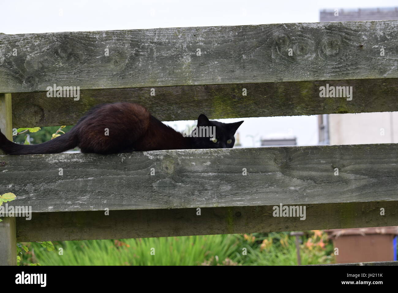 Cat between rails Stock Photo - Alamy
