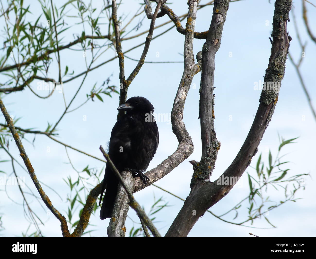 Crow in a tree Stock Photo - Alamy