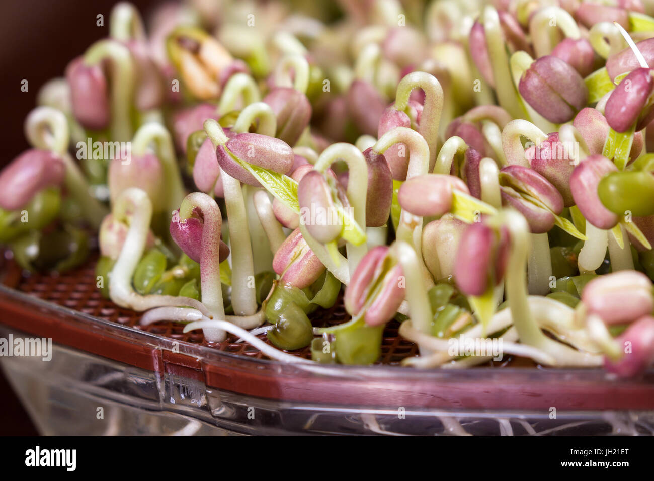 close up of a sprouting tray with green soy beans growing after just ...