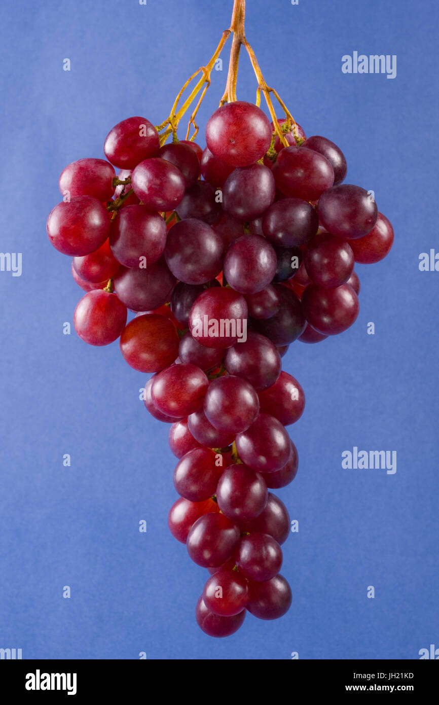 Bunch of ripe fresh grapes. Studio shoot Stock Photo - Alamy