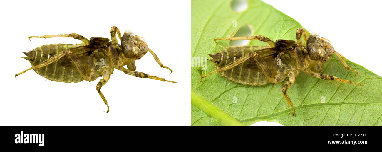 Discarded moult of an insect on green leaf (clipping path included ...