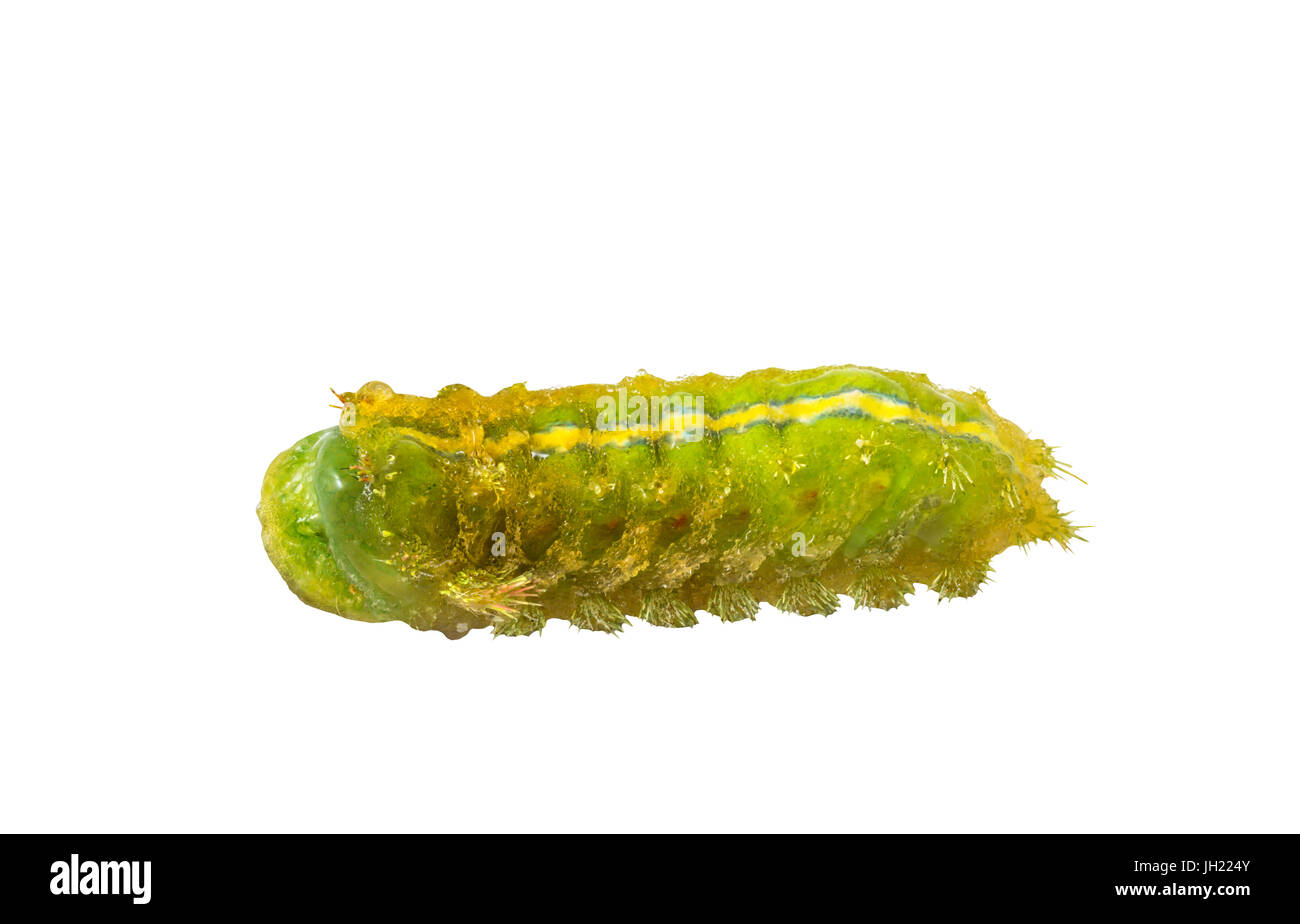 Green caterpillar worm isolated on white background (clipping path ...