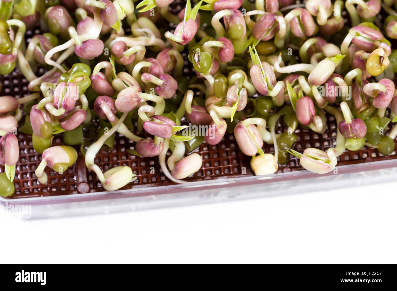 close up of a sprouting tray with green soy beans growing after just ...