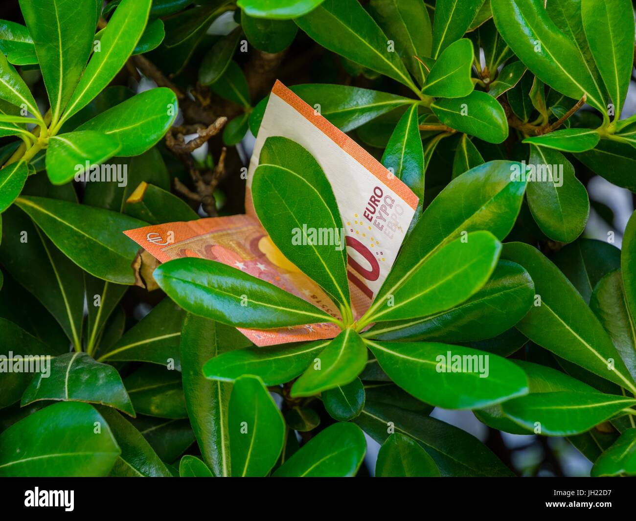 Money plant photographs hi-res stock photography and images - Alamy