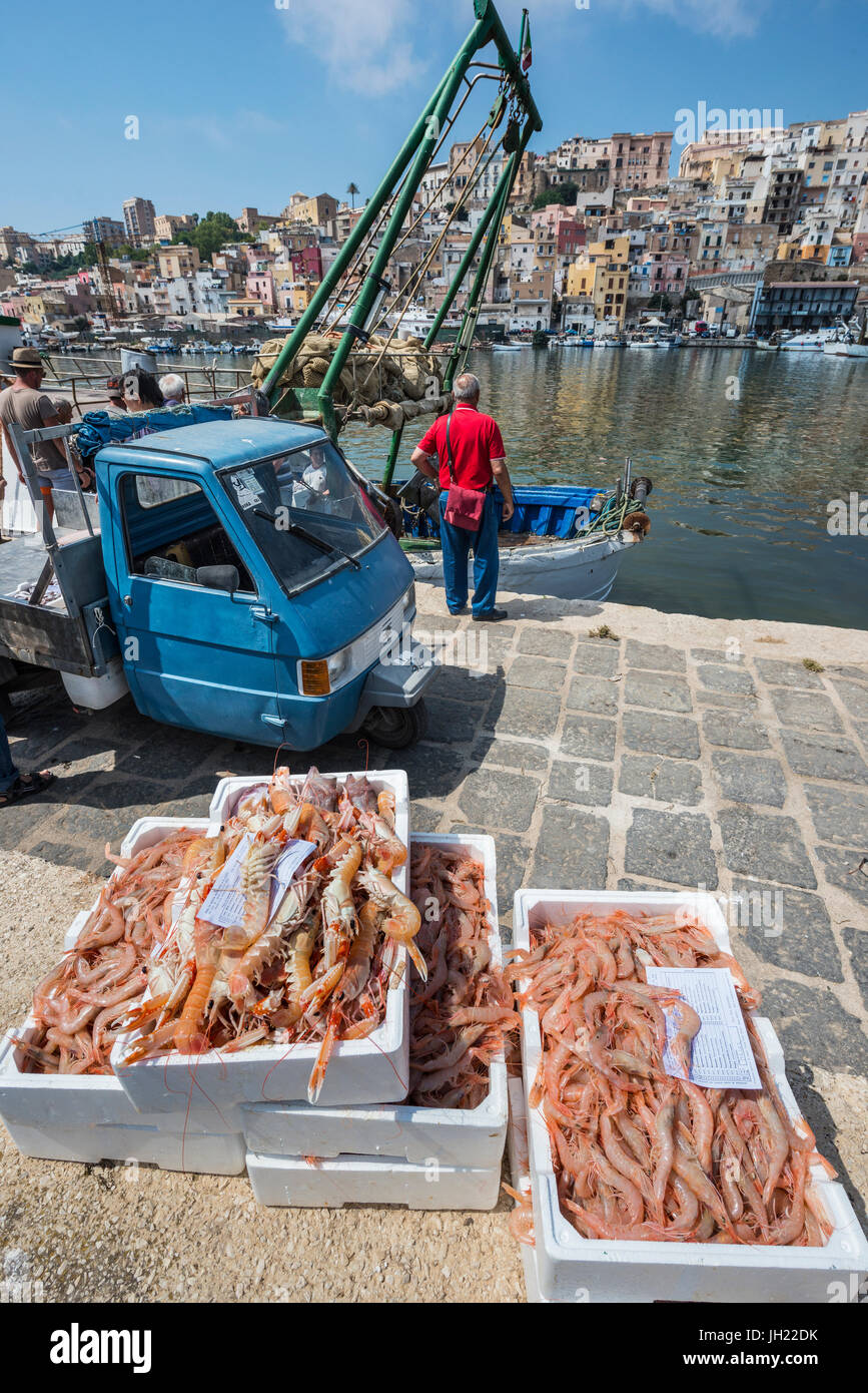 Freshly unloaded crayfish and prawns on the quayside in the fishing ...