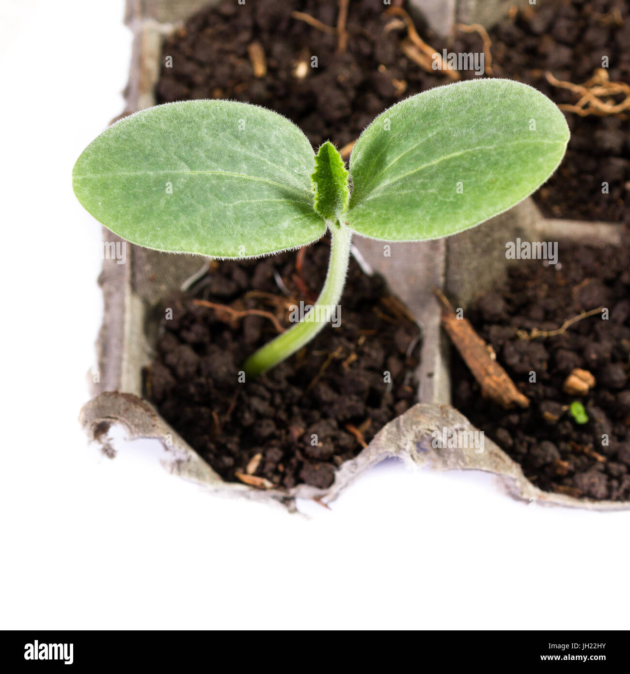 close up of a small squash plant growing in a recycled egg carton ...