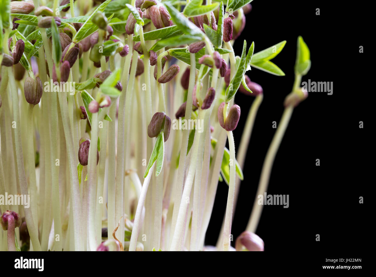 close up of a group of green soybean sprouts with long stems and green ...