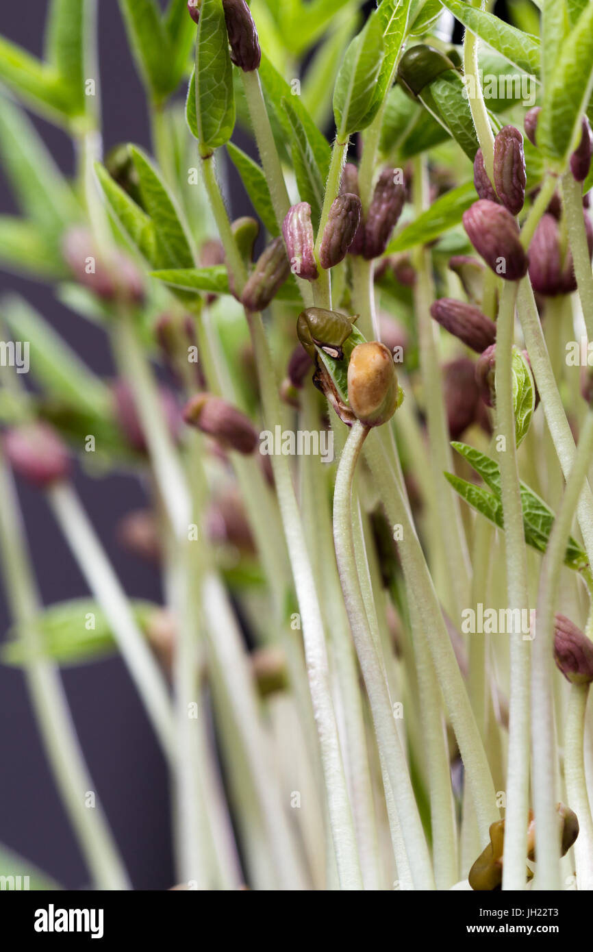 Modified Stem Of A Plant