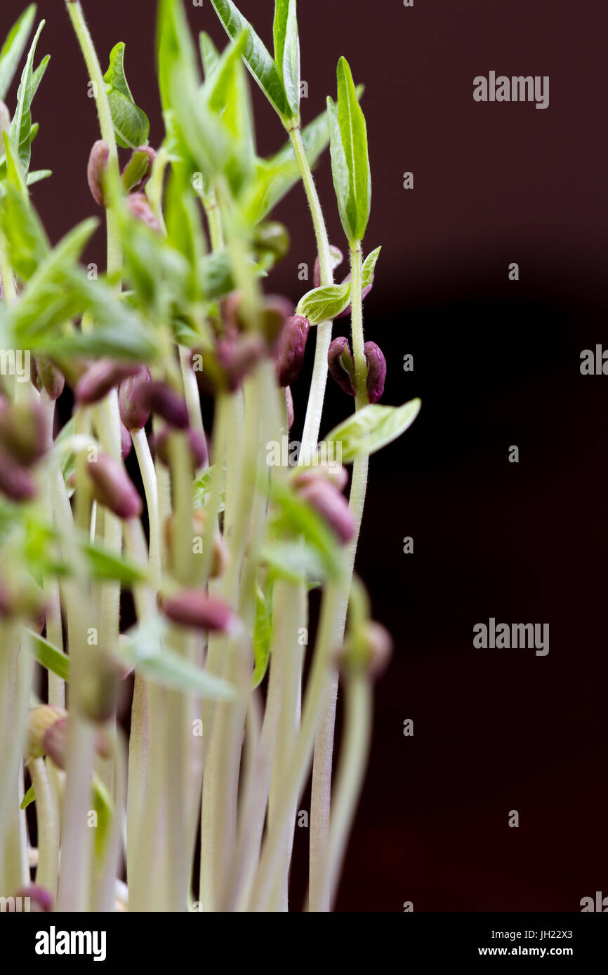 close up of a group of green soybean sprouts with long stems and green ...