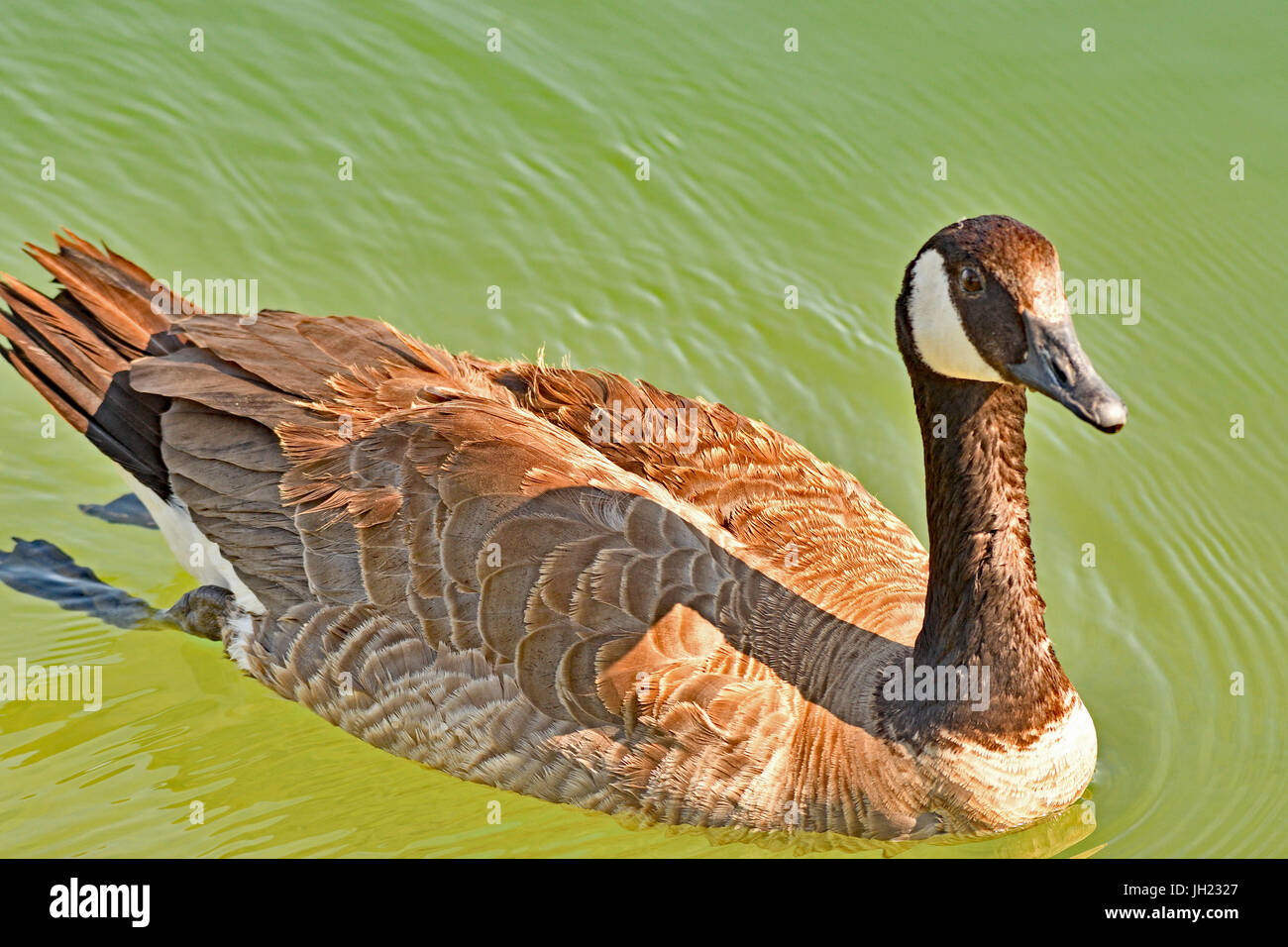 A Canadian Goose at closeup Stock Photo - Alamy