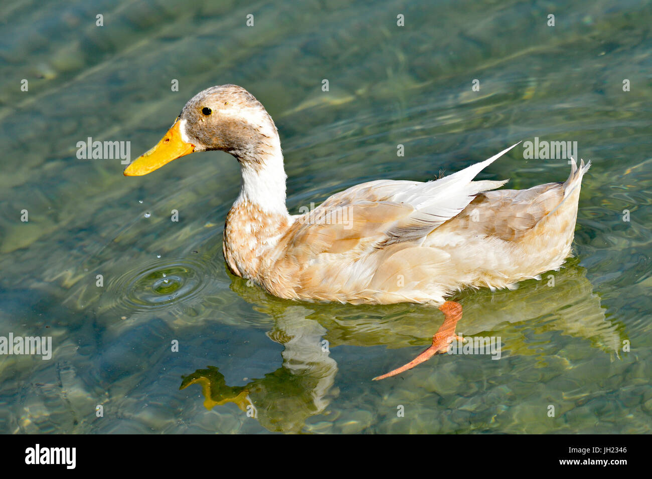 A Beautiful Duck Stock Photo - Alamy