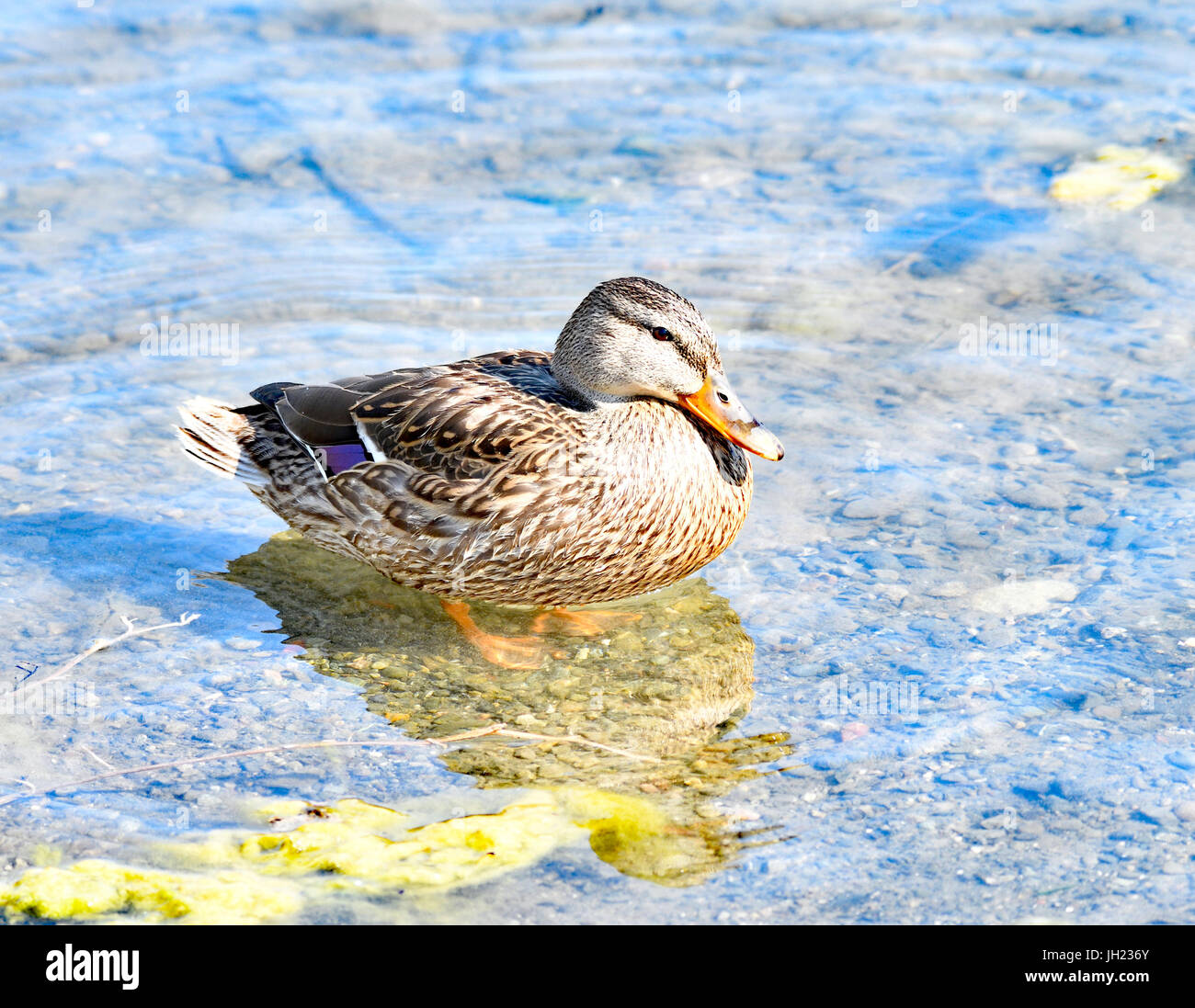 Duck with yellow beak hi-res stock photography and images - Alamy