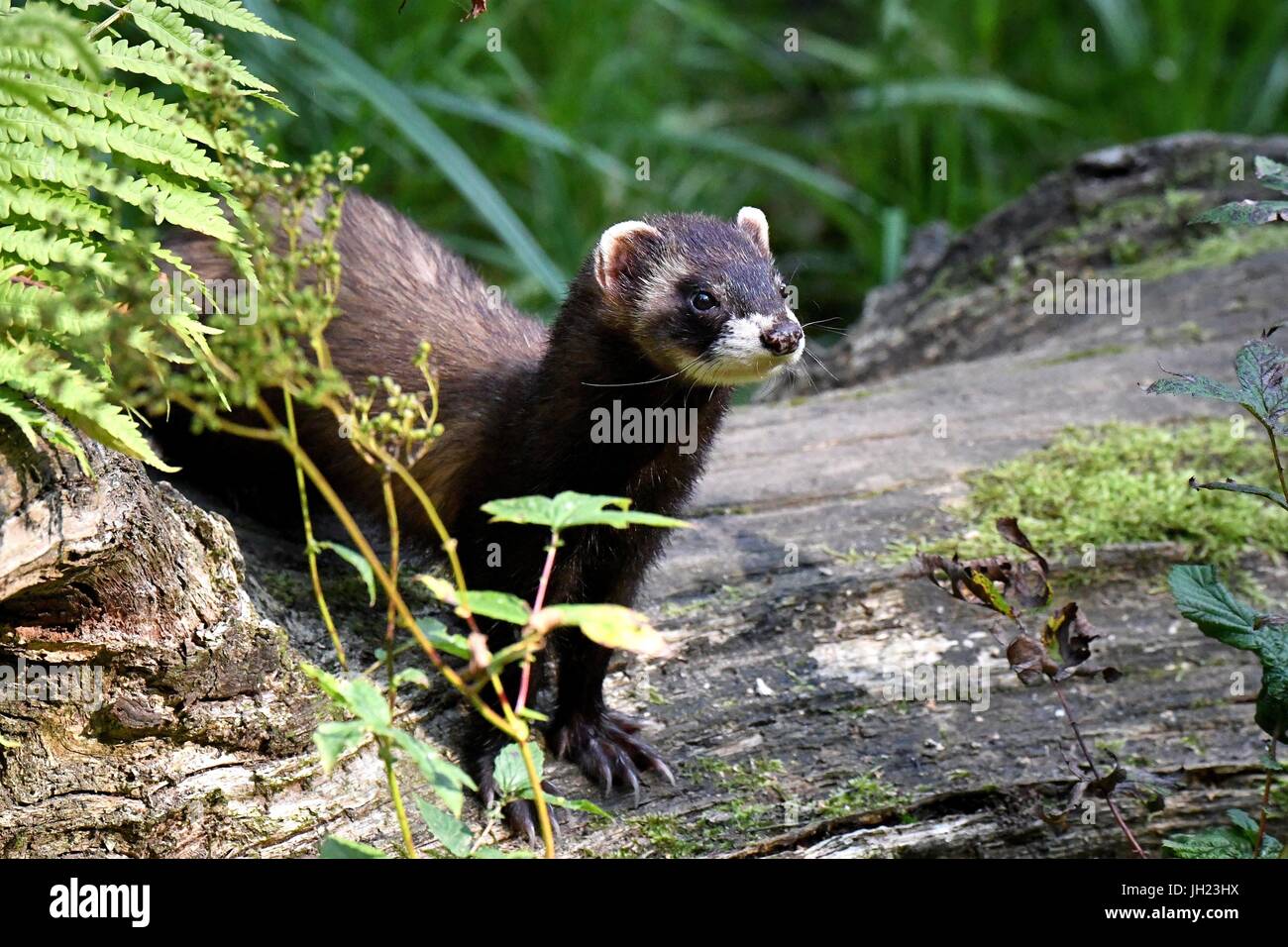 Polecat | usage worldwide Stock Photo - Alamy