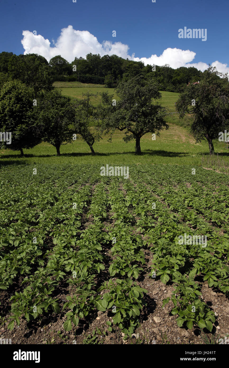 Country vegetable garden hi-res stock photography and images - Alamy