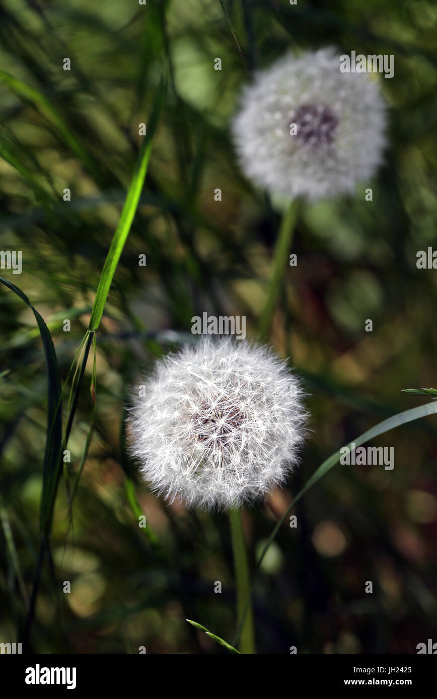 French Alps. Dandelions weed seeds. France Stock Photo - Alamy