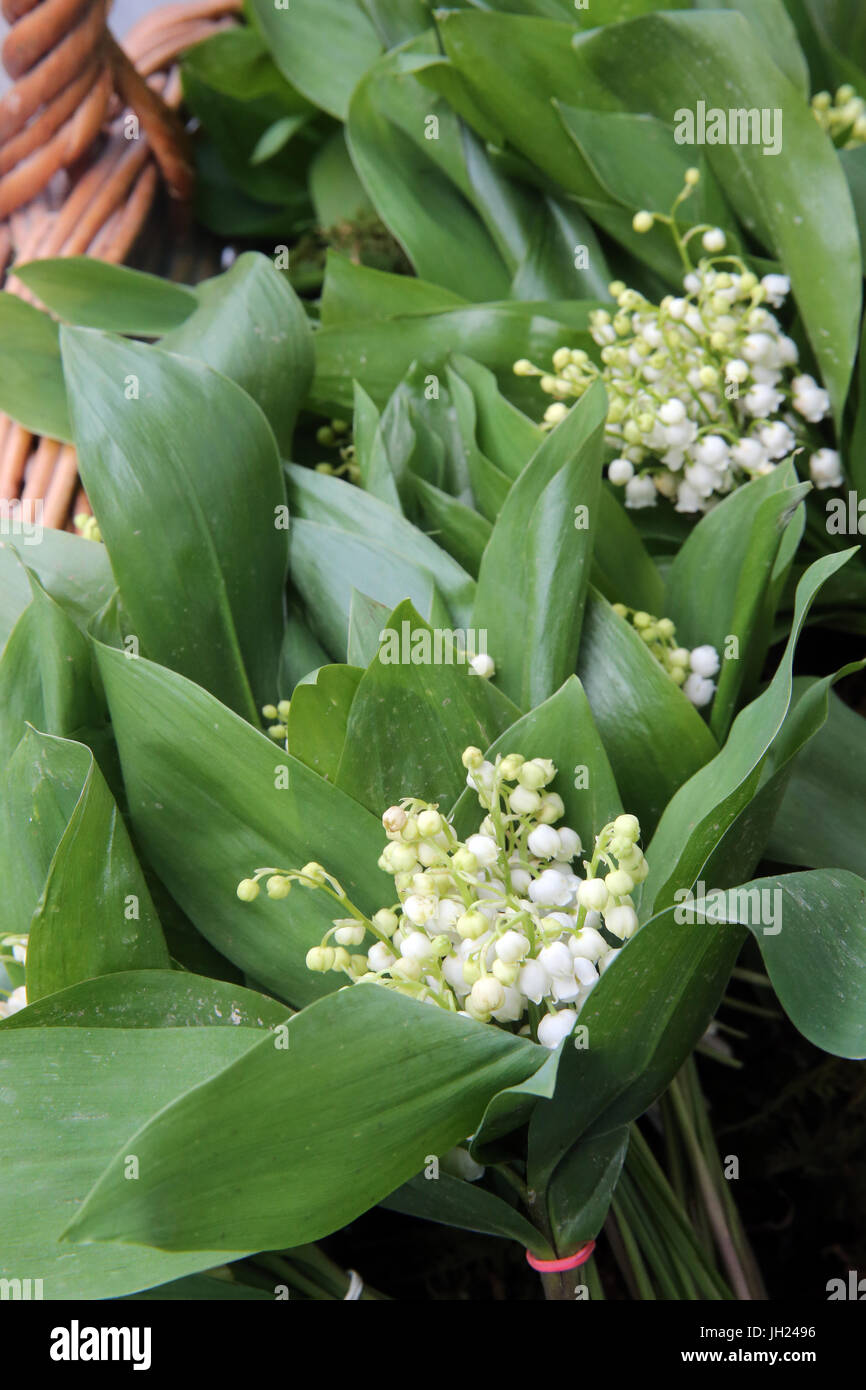 Bouquet of lilies of the valley. France Stock Photo - Alamy
