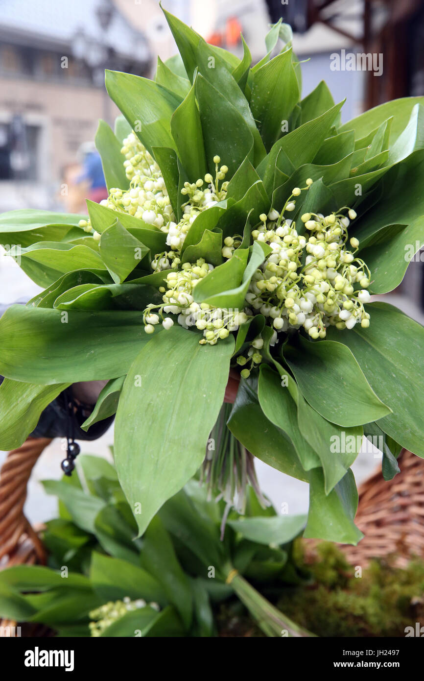 Lilies of the valley hi-res stock photography and images - Alamy