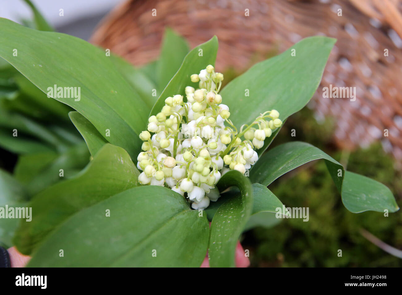 Bouquet of lilies of the valley. France Stock Photo - Alamy