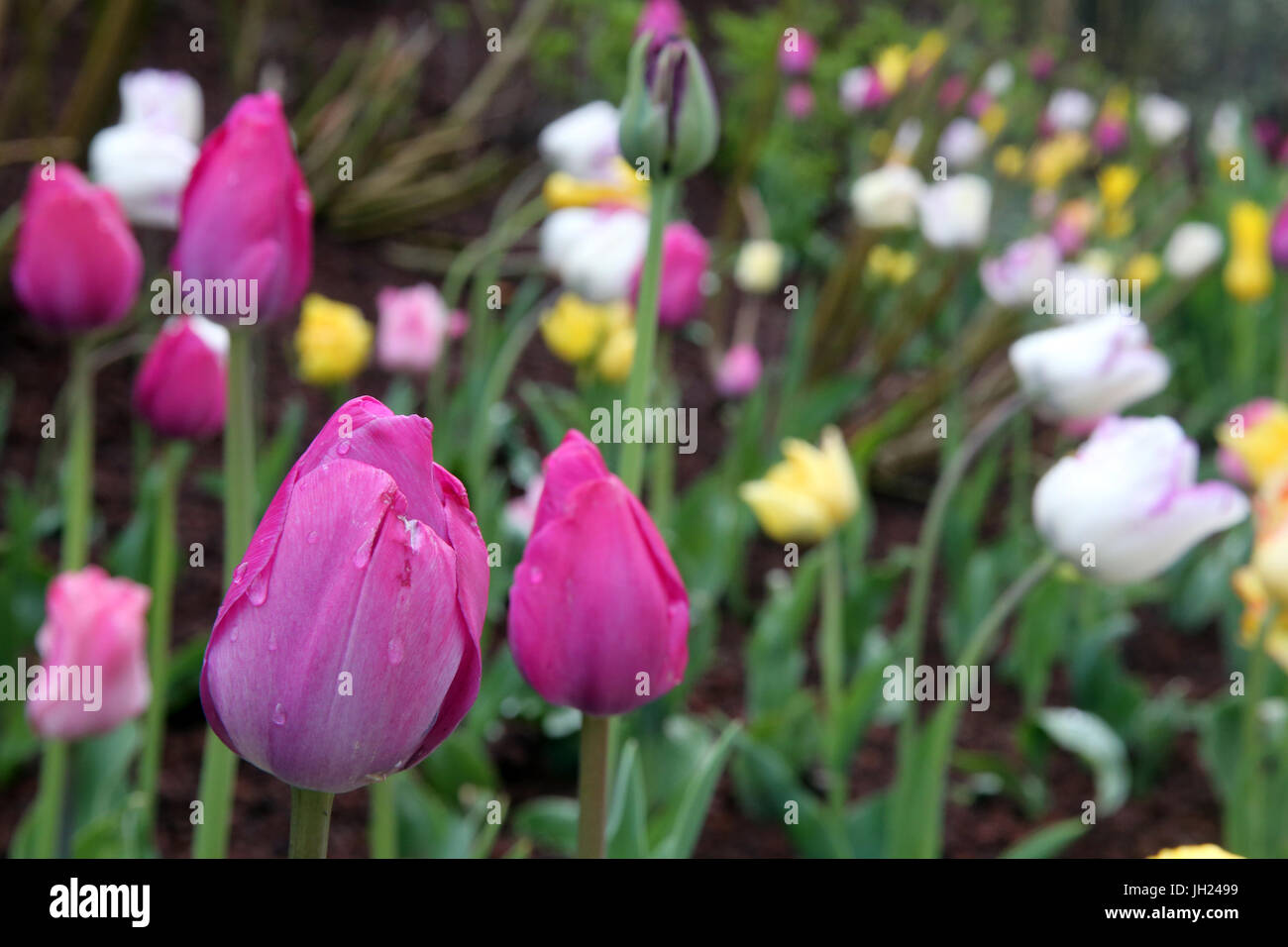 Savoie france flowers hi-res stock photography and images - Alamy