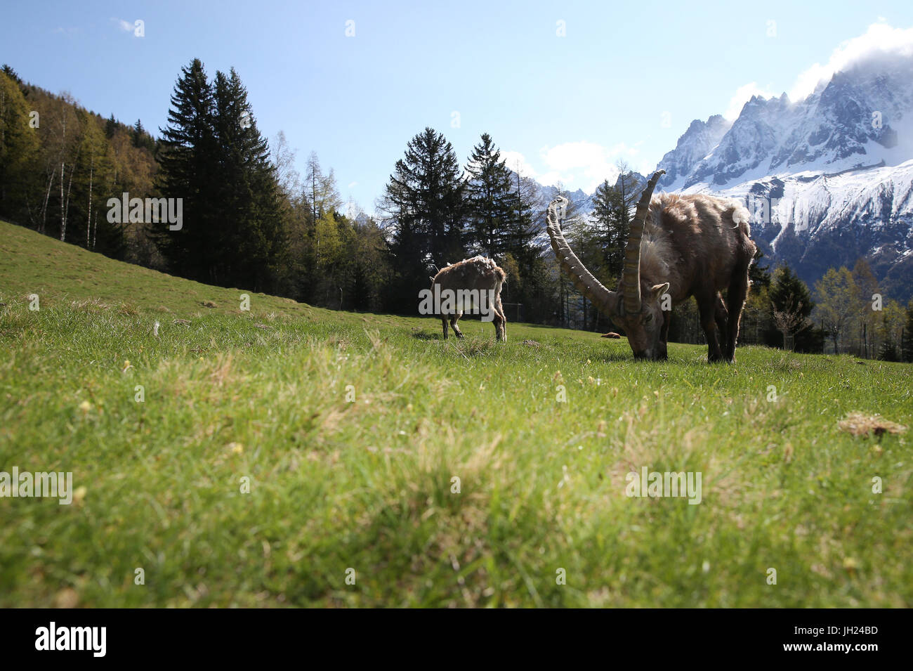 Merlet wildlife park. Ibex, (Capra ibex). France Stock Photo - Alamy