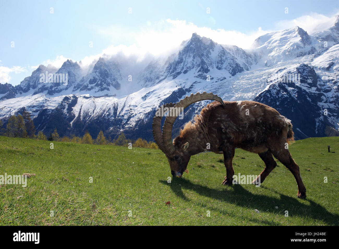 Merlet park hi-res stock photography and images - Alamy