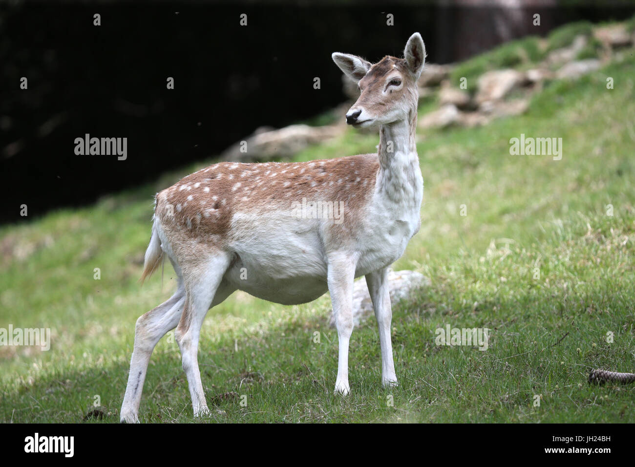 Merlet park hi-res stock photography and images - Alamy