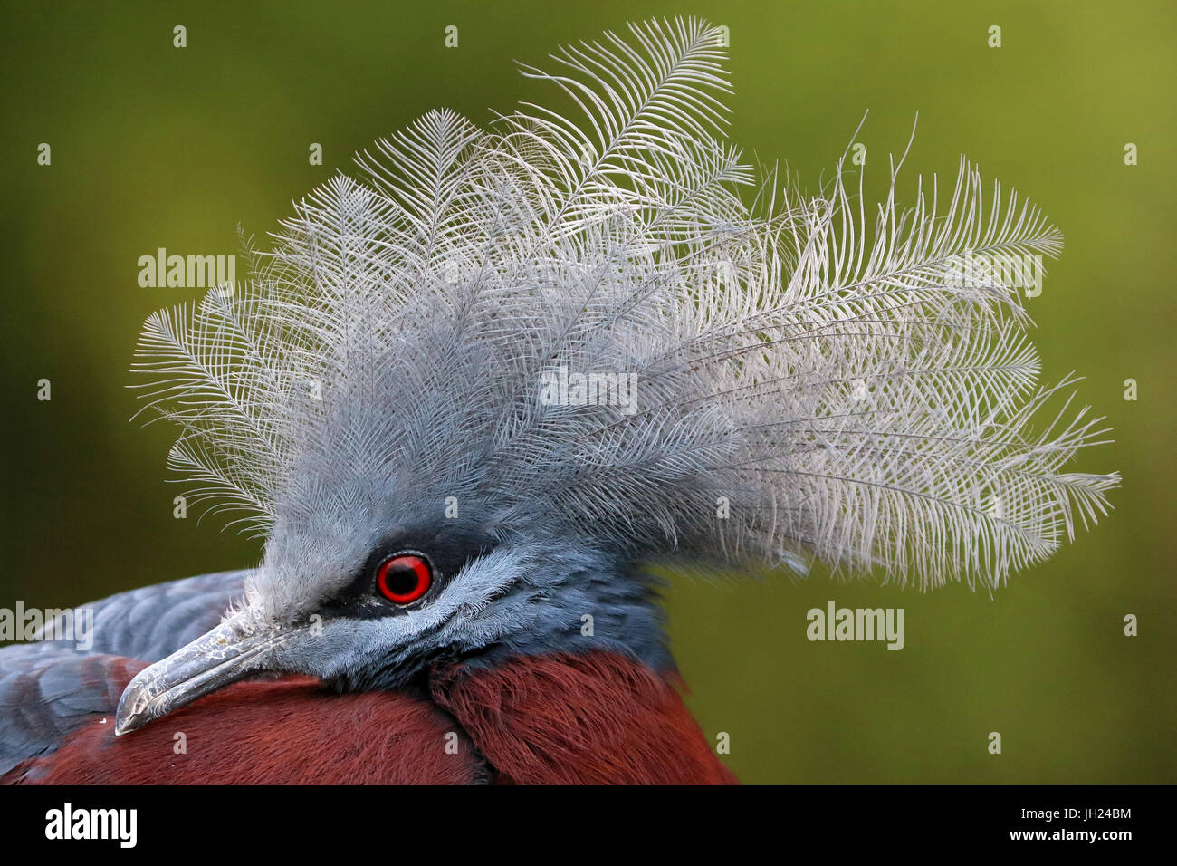 Ornithological park ( Parc des Oiseaux de Villards-les-Dombes ...