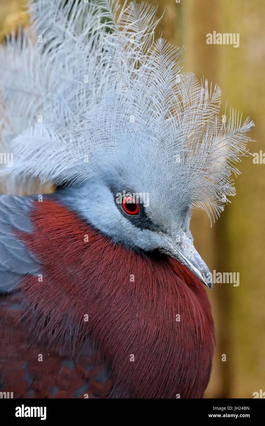Ornithological park ( Parc des Oiseaux de Villards-les-Dombes ...