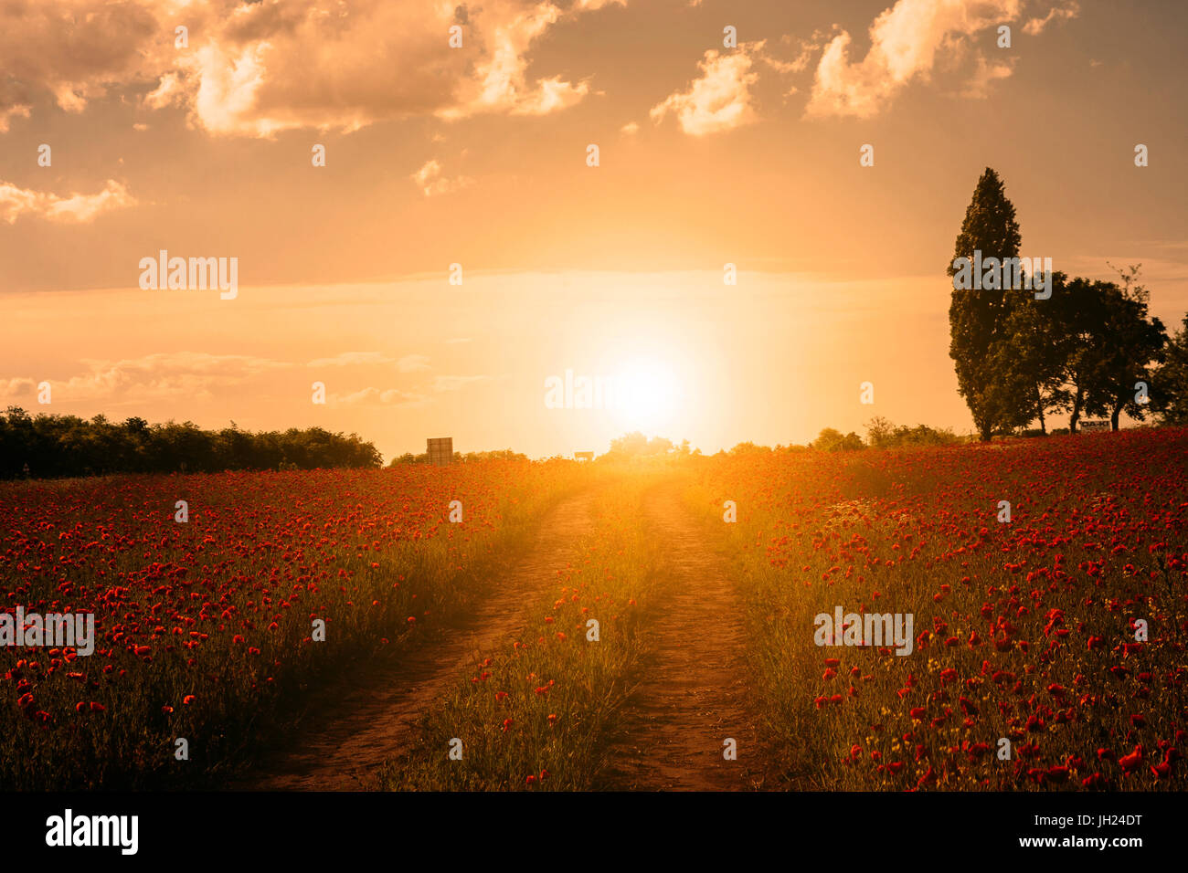 Beautiful landscape and poppy flower field blossom Stock Photo - Alamy